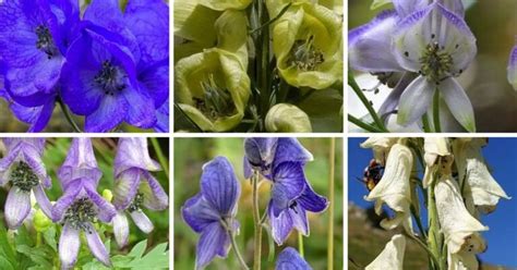 15 Popular Types Of Aconitum Pictorial Guide