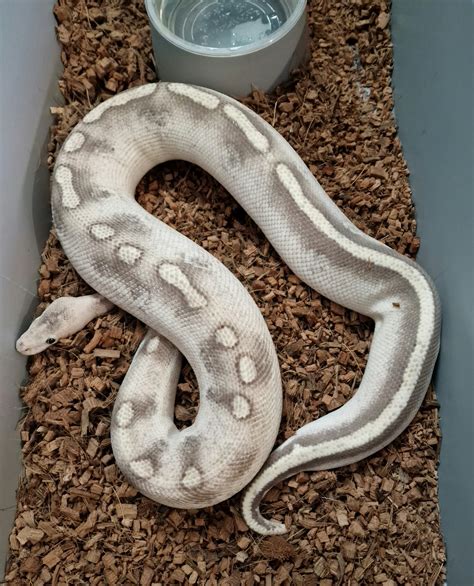Champagne Desert Ghost Ball Python By Pristine Constrictors Uk