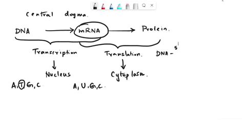 Solved As An Exercise Take This Dna Coding Strand Sequence 5 Tacttcaaa 3 And Transcribe It