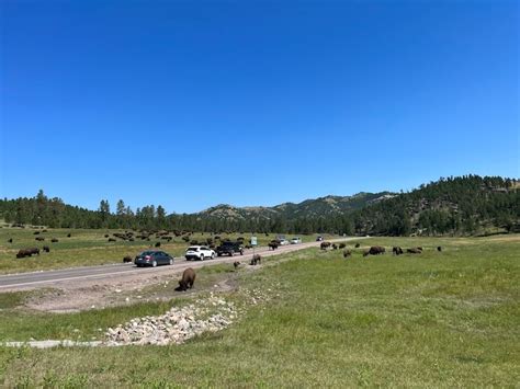 A Detailed Guide To The Custer State Park Wildlife Loop