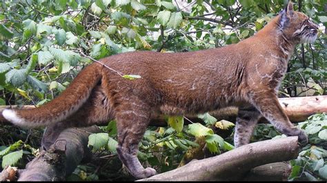 Asian Golden Cats Characteristics Behavior Habitat Facts And Details