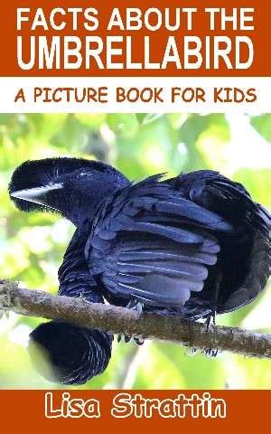 Facts About The Umbrellabird