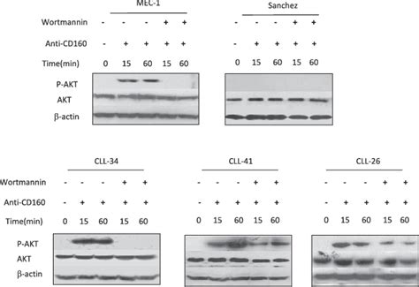 Cd160 Activates The Pi3kakt Signaling Pathway Cll Cells 5 10 6 Ml