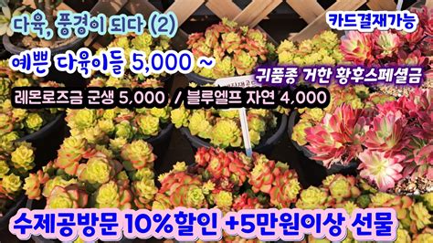 다육풍경이되다 1 예쁜 군생 5000 득템득템 다육이 착한 가격 💥 다육이화분 착하게 득템 10할인 5만원이상