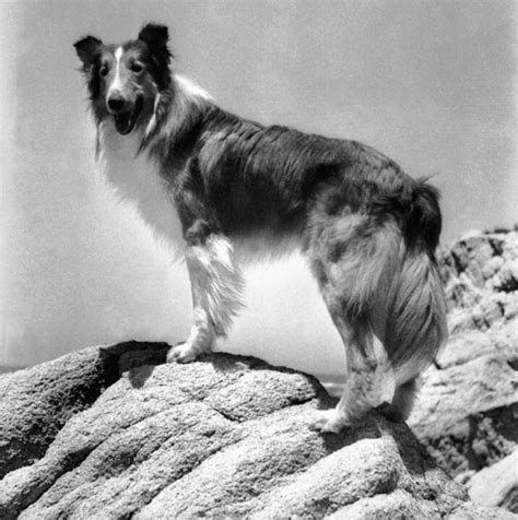 6 Things You Didnt Know About Lassie