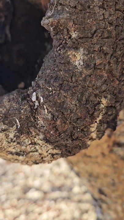 동그란나무구멍 Youtube