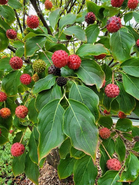 Found These Trees With Berries What Treesberries Are These And Are