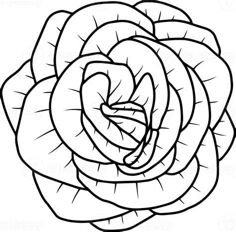 Rose Flower Sketch Line Art Illustration 20974961 Png