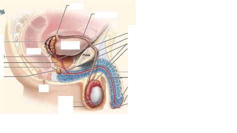 Textbook Male Reproductive Organ Diagram Quizlet