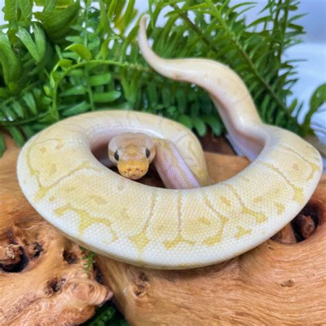 Lemon Blast Ball Python