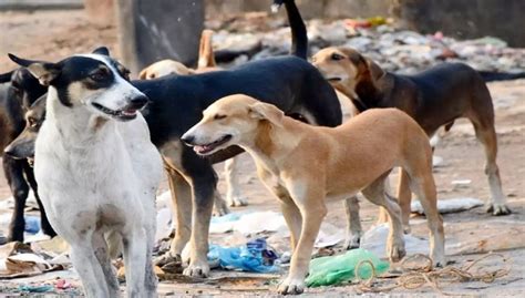 هنا لبنان بعد تعرّض فتاة لهجوم من كلاب شاردة… بلدية زغرتا إهدن توضح