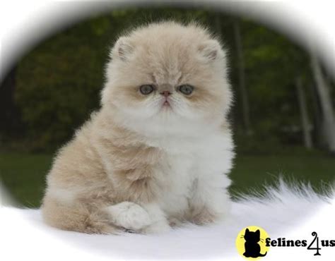 Persian Munchkin Cats