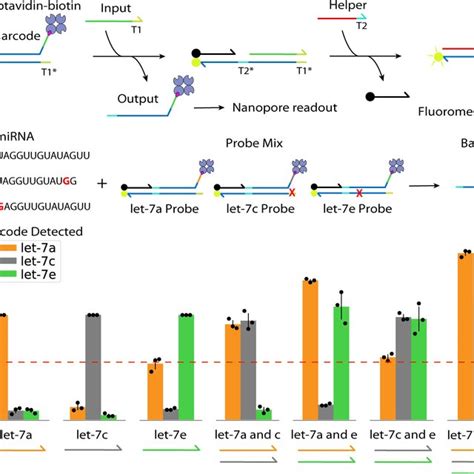 Multiplex Detection Of Let 7 Microrna Snv Variants A Two Step Probe Download Scientific Diagram