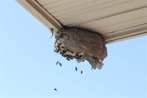How To Identify A Wasp Nest Modern Pest Services
