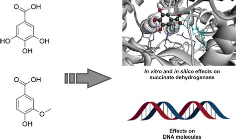 没食子酸和香草酸作为有前景的琥珀酸脱氢酶抑制剂和抗基因毒性剂 Revista Brasileira De Farmacognosia X Mol