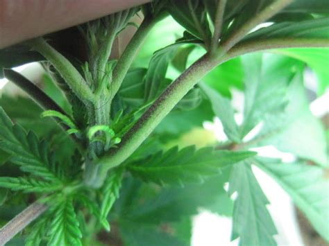 Early Sexing International Cannagraphic Magazine Forums