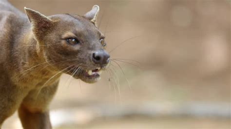 67 Madagascar Fossa Stock Videos Footage And 4k Video Clips Getty Images