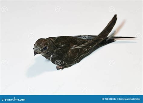 Monitoring The State Of The Swift Before Releasing It Into An Independent Life Stock Image