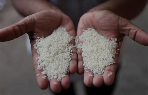 အင်ဒိုနီးရှားက မြန်မာနဲ့ ကမ္ဘောဒီးယားမှ ဆန်ဝယ်ယူမယ် Ayeyarwaddy Times