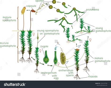 Moss Life Cycle Diagram Life Cycle Stock Vector Royalty Free