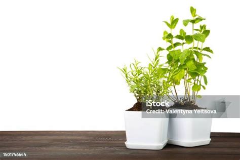 하얀 배경에 분리된 화분에 있는 신선한 정원 허브 로즈마리 민트 바질 백리향 오레가노를 흰 냄비에 담습니다 매운 향신료와 허브의 모종 가정 향기로운 요리 허브 가정 주방에