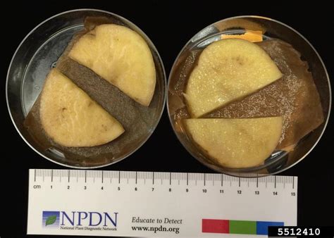 Bacterial Soft Rot Pectobacterium Carotovorum Jones 1901 Waldee 1945