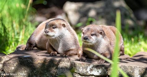 10 Facts About The Asian Small Clawed Otter And What You Can Do To