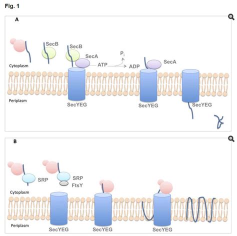 Bacterial Secretion Systems