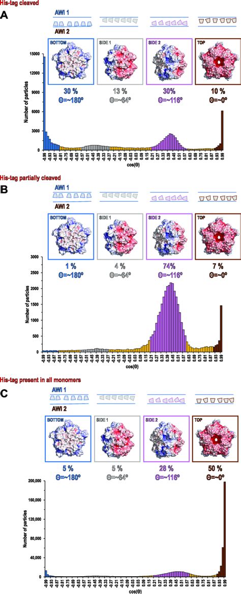histograms of distributions for particles of coproheme decarboxylase