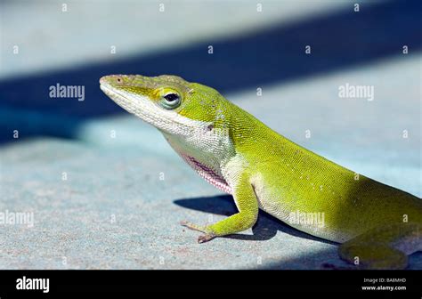 Types Of Green Lizards 13 Species Of Green Lizards In Florida