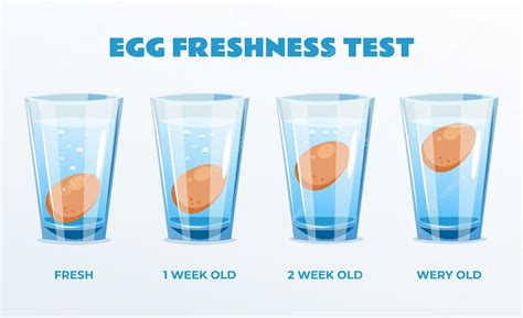 Premium Vector Egg Water Glass Experiment Freshness Test Action