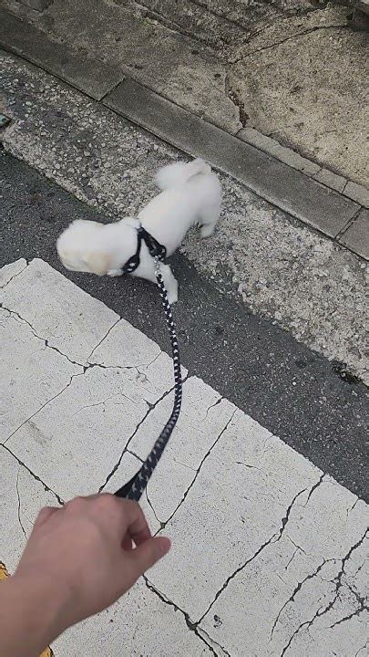 페키니즈 콩콩이 겁 많아서 야외배변 못하던 콩이였는데 Youtube