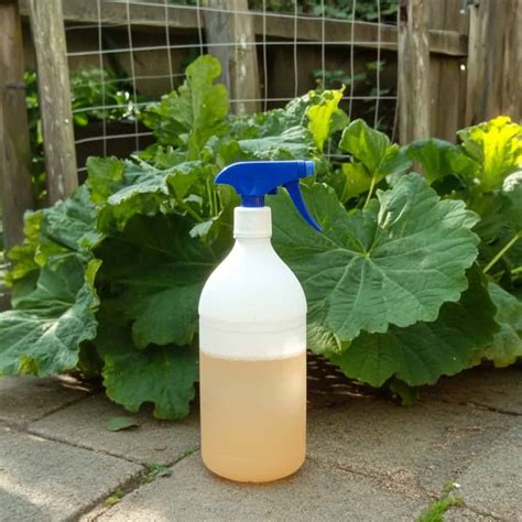 5 Homemade Insecticidal Soap Recipes And How To Use Them Safely