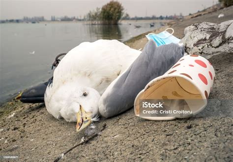 쓰레기 쓰레기로 둘러싸인 물 가장자리에 있는 죽은 갈매기 또는 새 플라스틱 오염 개념 갈매기에 대한 스톡 사진 및 기타 이미지 갈매기 누워있기 더러운 Istock