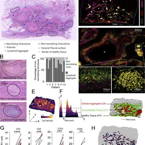 Combined Analysis Of Compositional And Spatial Features Identifies Four