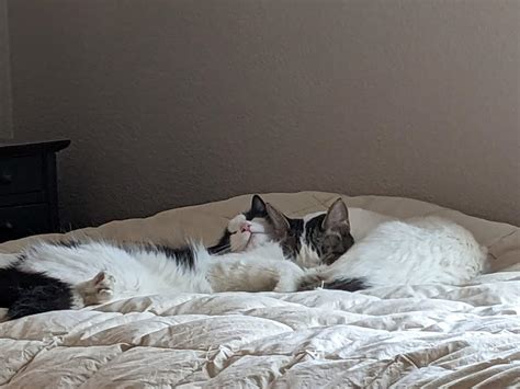 Solve Sleeping Sisters Jigsaw Puzzle Online With 30 Pieces