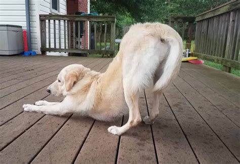 Why Is My Dog Stretching A Lot Superb Dog