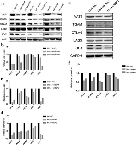 Western Blot Analysis Results Showing The Alteration Of The Expression
