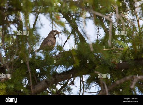 A Robin Is Spotted In Yellowstone National Park Showcasing The Parks Diverse Wildlife Birds