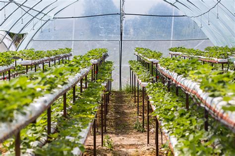 딸기 농장 재배 온실 실내 딸기 농장 안에 딸기 필드에서에서 신선한 딸기에에서 딸기 수경 법 행의 산업 성장 딸기 재배 건강한 생활방식에 대한 스톡 사진 및 기타 이미지