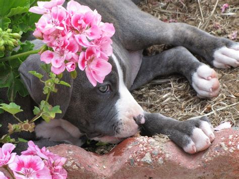 Pit Lab Mix STELLA Furry Friend Lab Mix Furry