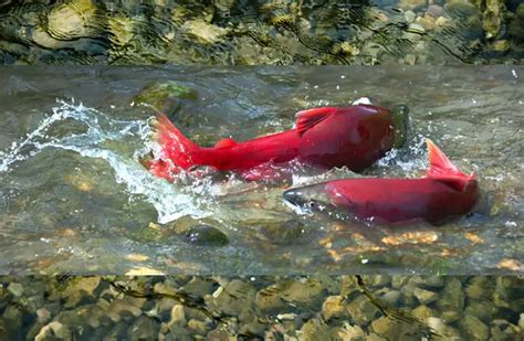 Sockeye Salmon Description Habitat Image Diet And Interesting Facts