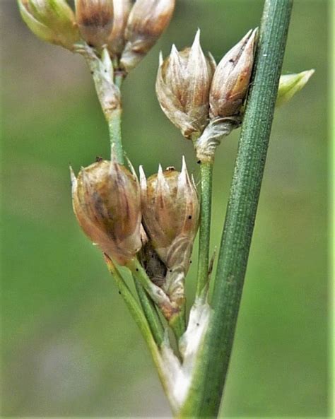 Juncus Subsecundus Bungalook Native Nursery