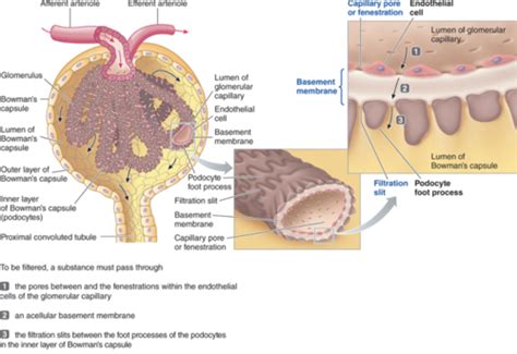 The Urinary System Physiology Flashcards Quizlet