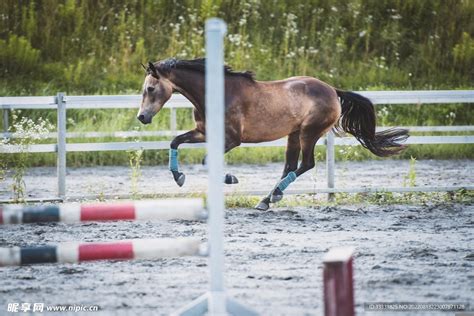 马摄影图 家禽家畜 生物世界 摄影图库 昵图网nipic