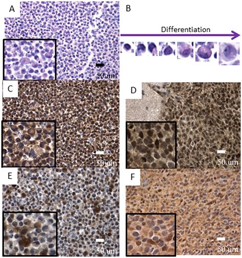 Polymorphic Population Of Rg Cells A And B Wild Type Rg Cell Line