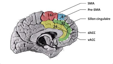 Le Cortex Cingulaire Antérieur Et Le Cortex Prémoteur Lacc Est Download Scientific Diagram