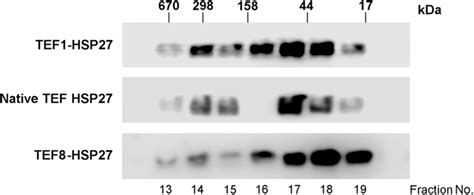 Analysis Of Hsp27 Oligomeric Structure By Size Exclusion Download Scientific Diagram