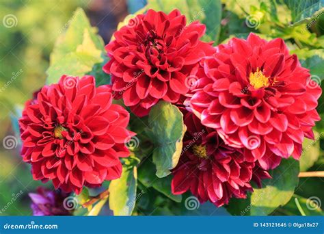 Beautiful Red Dahlia Flower In The Garden Dahlias In The Garden In