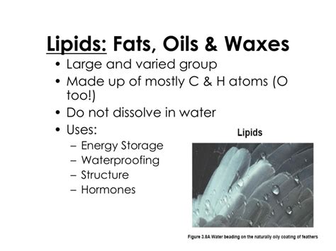 Lipids Fats Oils Waxes Biology Presentation